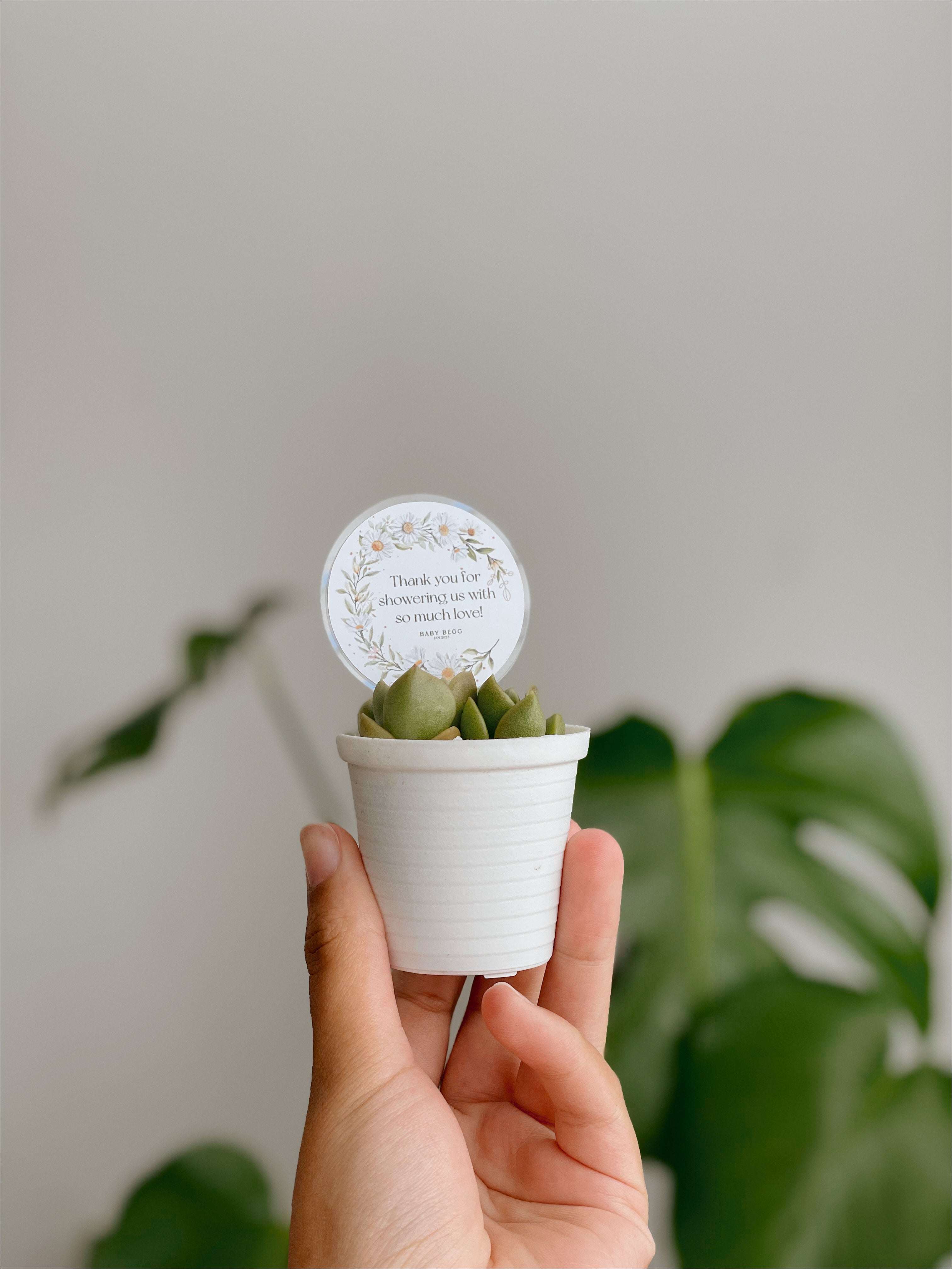 Mini succulents & Perspex Sticker Sign – ByThaniyah